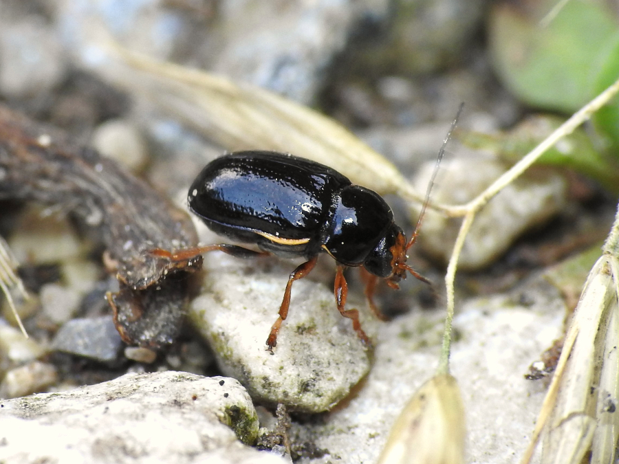 Cryptocephalus nitidus – Zmróżka żółtogębka | Insektarium