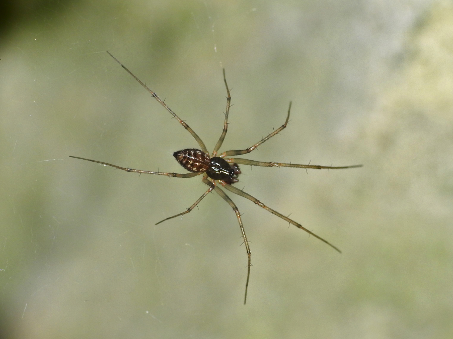 Lepthyphantes minutus | Insektarium
