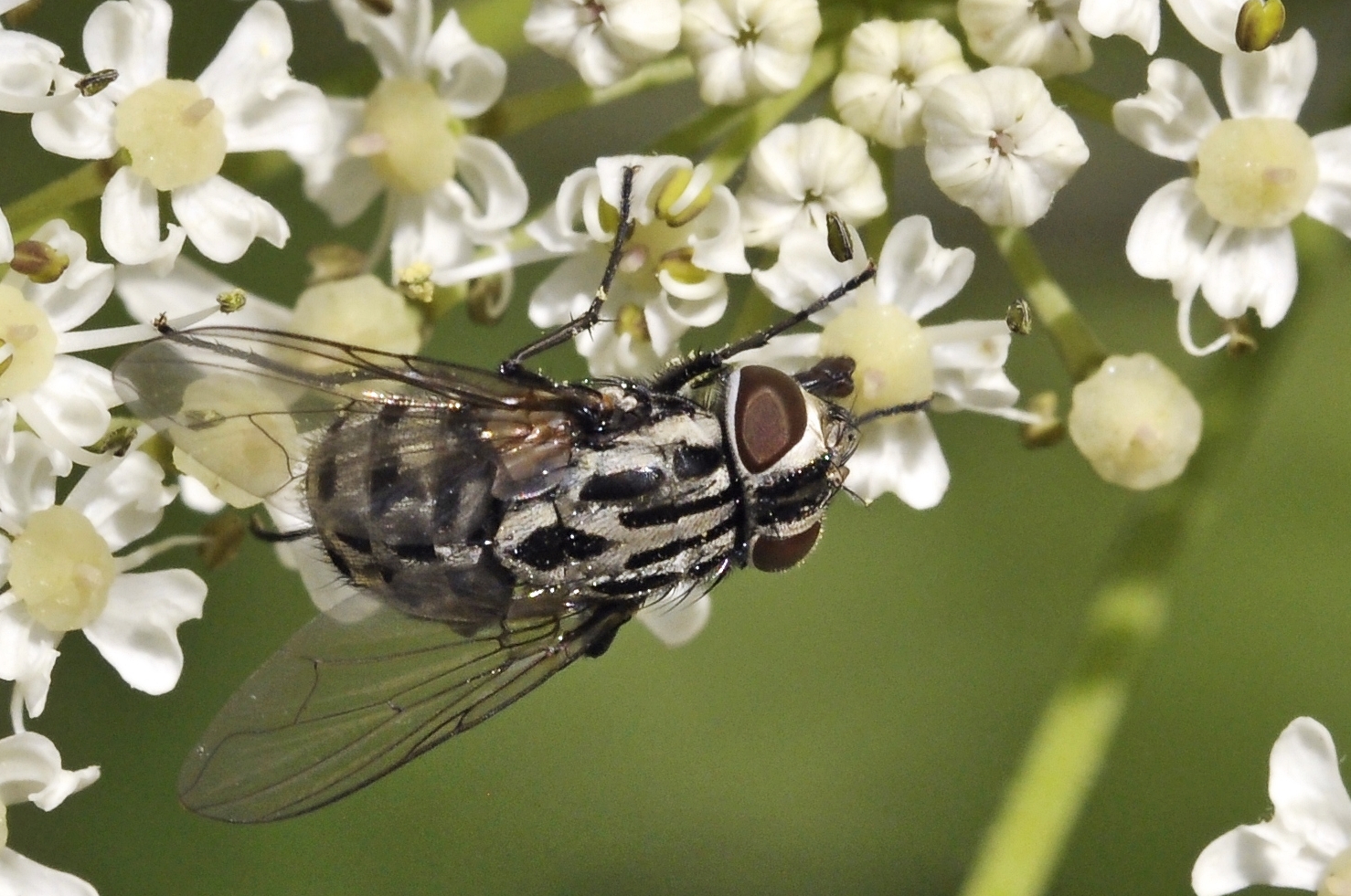 Graphomya | Insektarium
