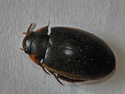 Hydaticus seminiger – Piętak latawiec | Insektarium