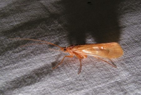 Limnephilus rhombicus – Bagieniec rombowy | Insektarium