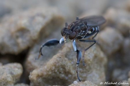 Ochthera mantis – Łapaczka modliszka | Insektarium