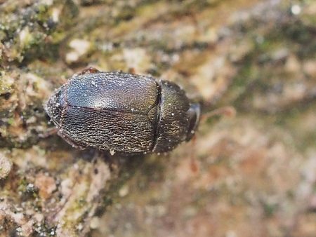 Brachypterus fulvipes | Insektarium