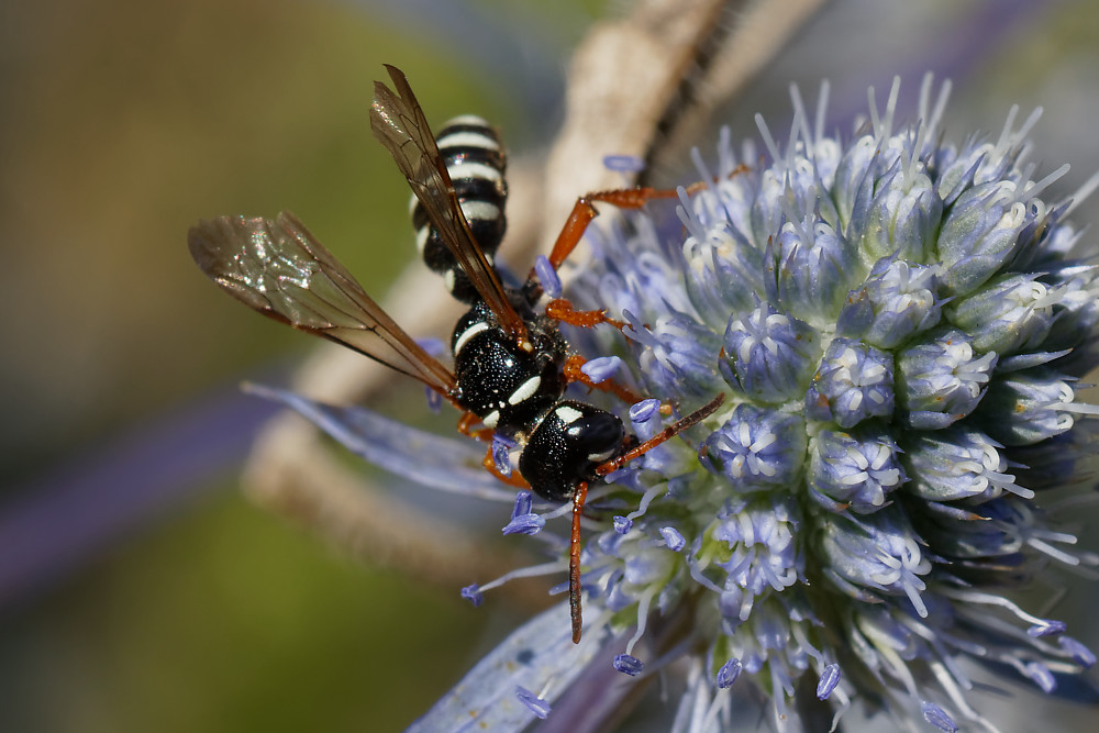 C.interrupta | Insektarium