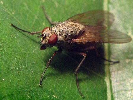 Helina reversio | Insektarium