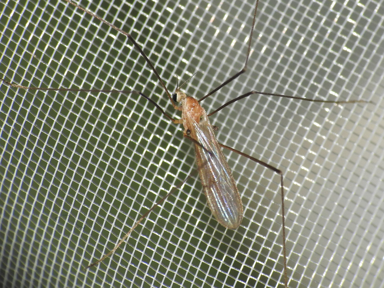 Erioptera spp. | Insektarium