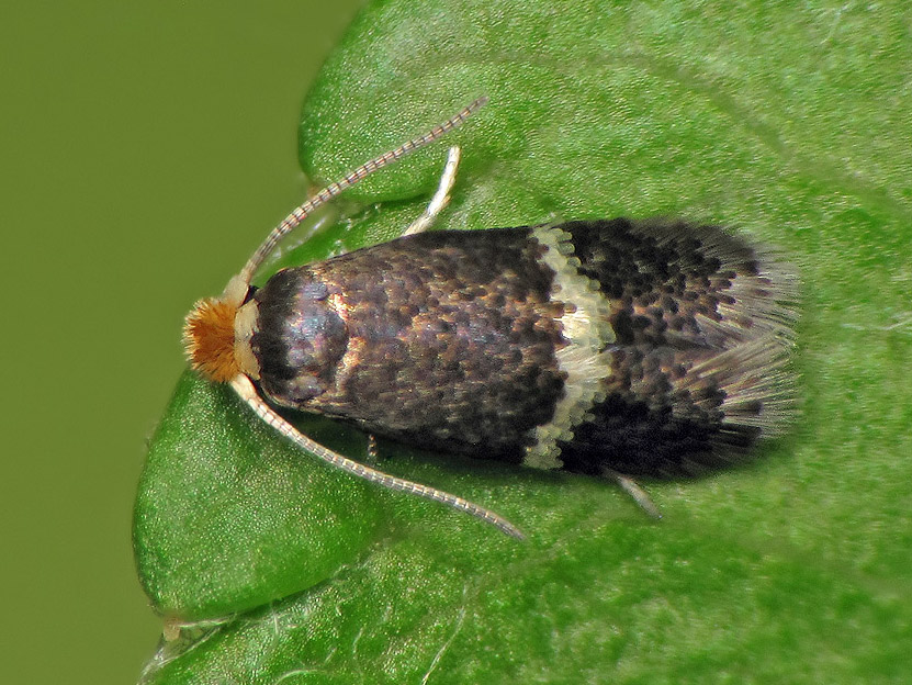 Stigmella malella | Insektarium