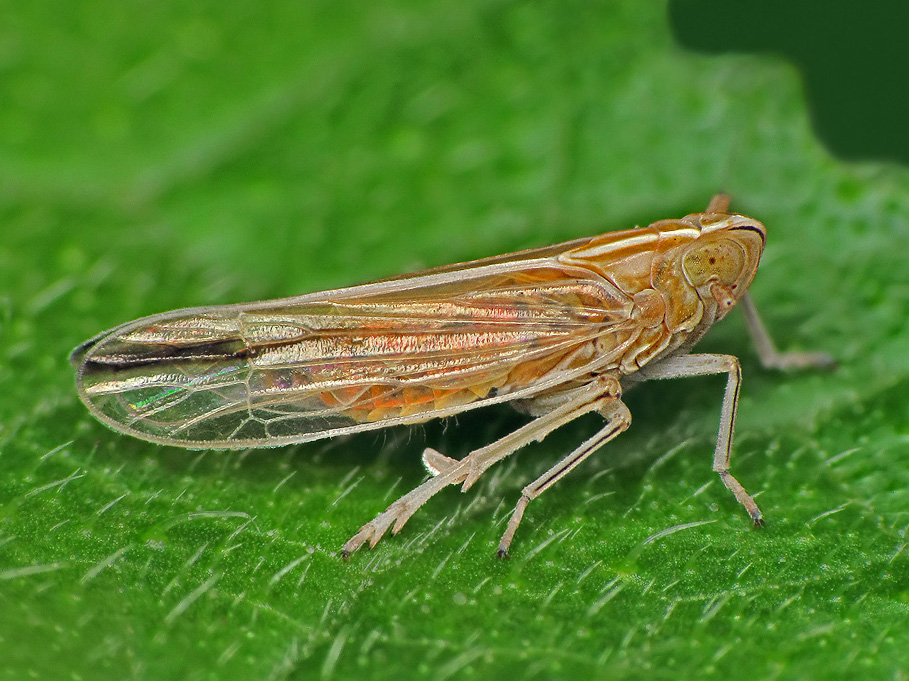 Stenocranus minutus – Podłężnik łąkowy | Insektarium