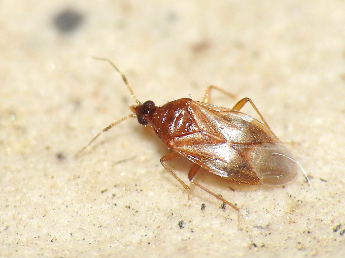 Amphiareus obscuriceps – Najadek żółcik | Insektarium