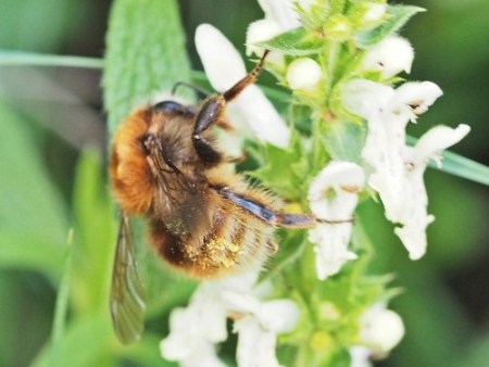 Bombus humilis – Trzmiel zmienny | Insektarium