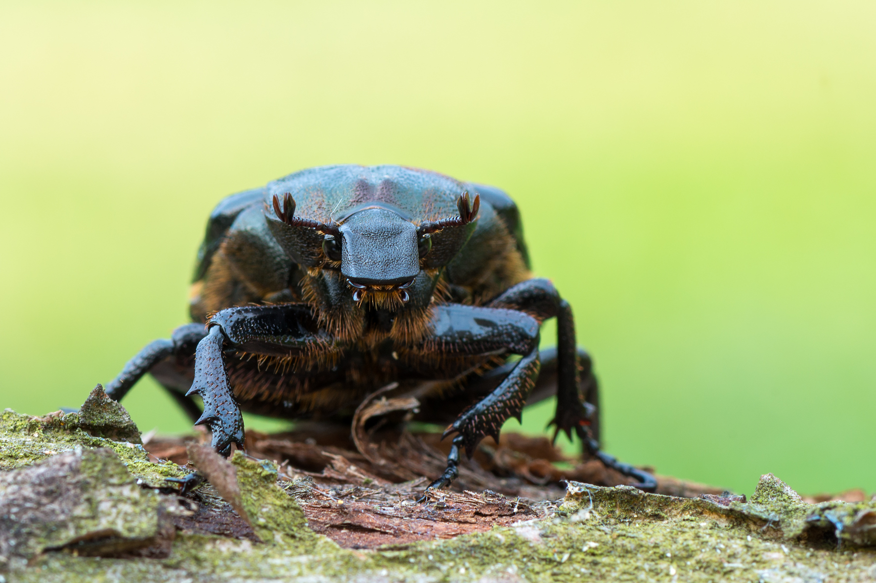 Osmoderma eremita | Insektarium