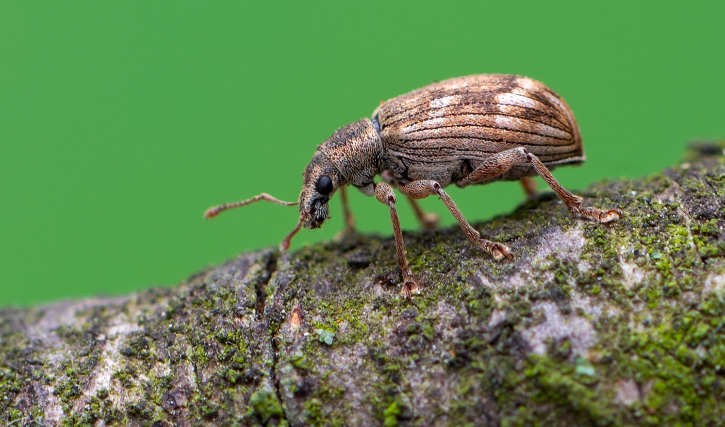 Polydrusus undatus | Insektarium