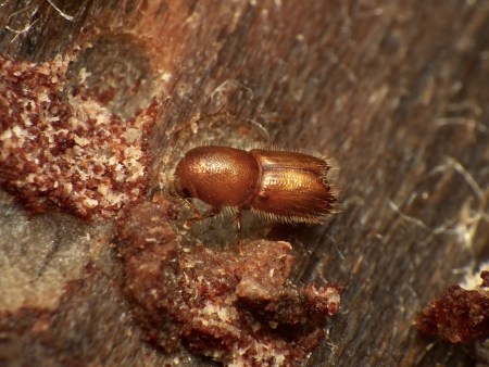 Ips acuminatus – Kornik ostrozębny | Insektarium
