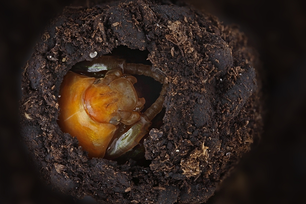 Pr.marmorata | Insektarium