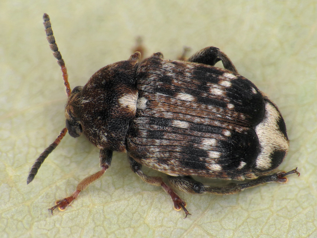 Bruchus pisorum – Strąkowiec grochowy | Insektarium