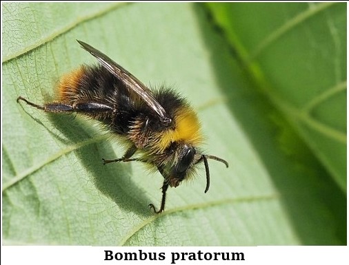 Bombus pratorum | Insektarium