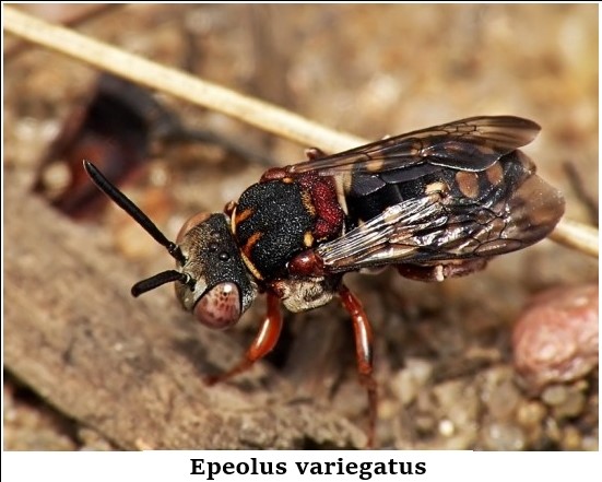 Epeolus variegatus | Insektarium