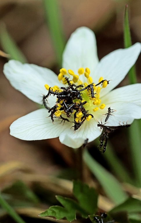 M.violaceus | Insektarium