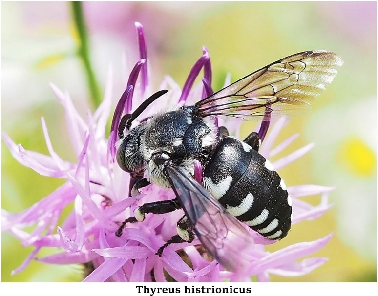 Thyreus histrionicus | Insektarium