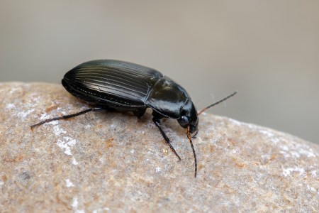 Amara ovata – Skorobieżek zwyczajny | Insektarium
