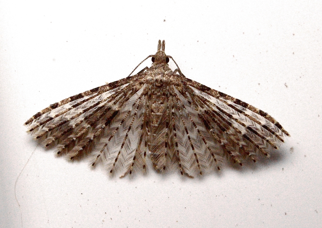 Al.hexadactyla | Insektarium