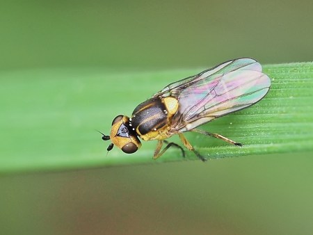 Chlorops pumilionis – Niezmiarka paskowana | Insektarium