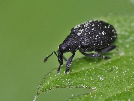 Tachyerges stigma/Tachyerges pseudostigma | Insektarium