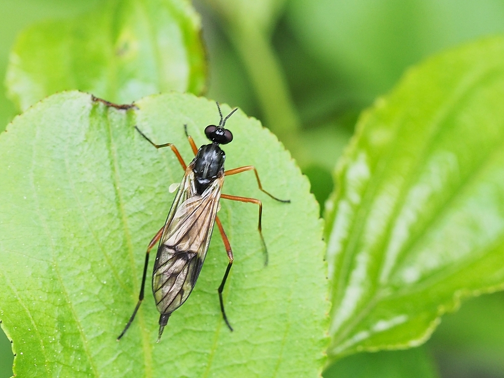 Xylophagus | Insektarium