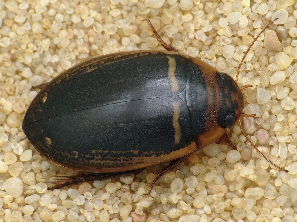 Hydaticus transversalis – Piętak przepasany | Insektarium