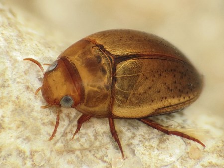 Noteridae | Insektarium