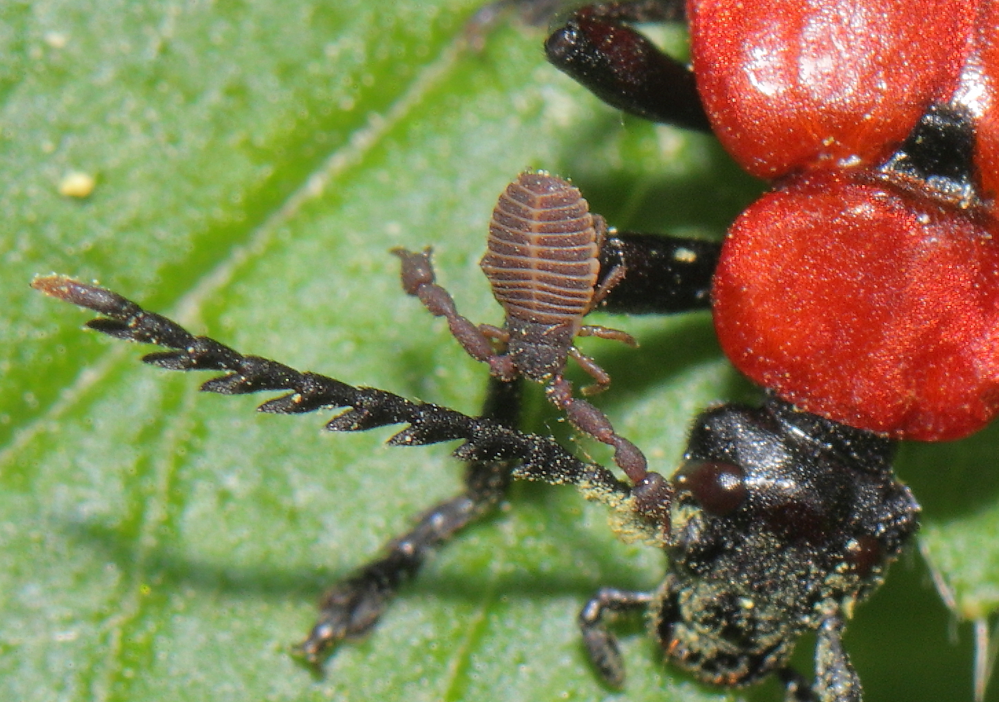 P.coccinea | Insektarium