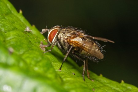 Senometopia spp. | Insektarium