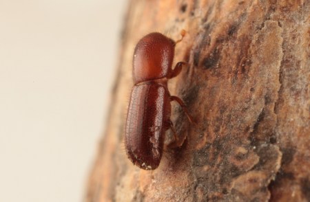 Xyleborus monographus – Rozwiertek większy | Insektarium