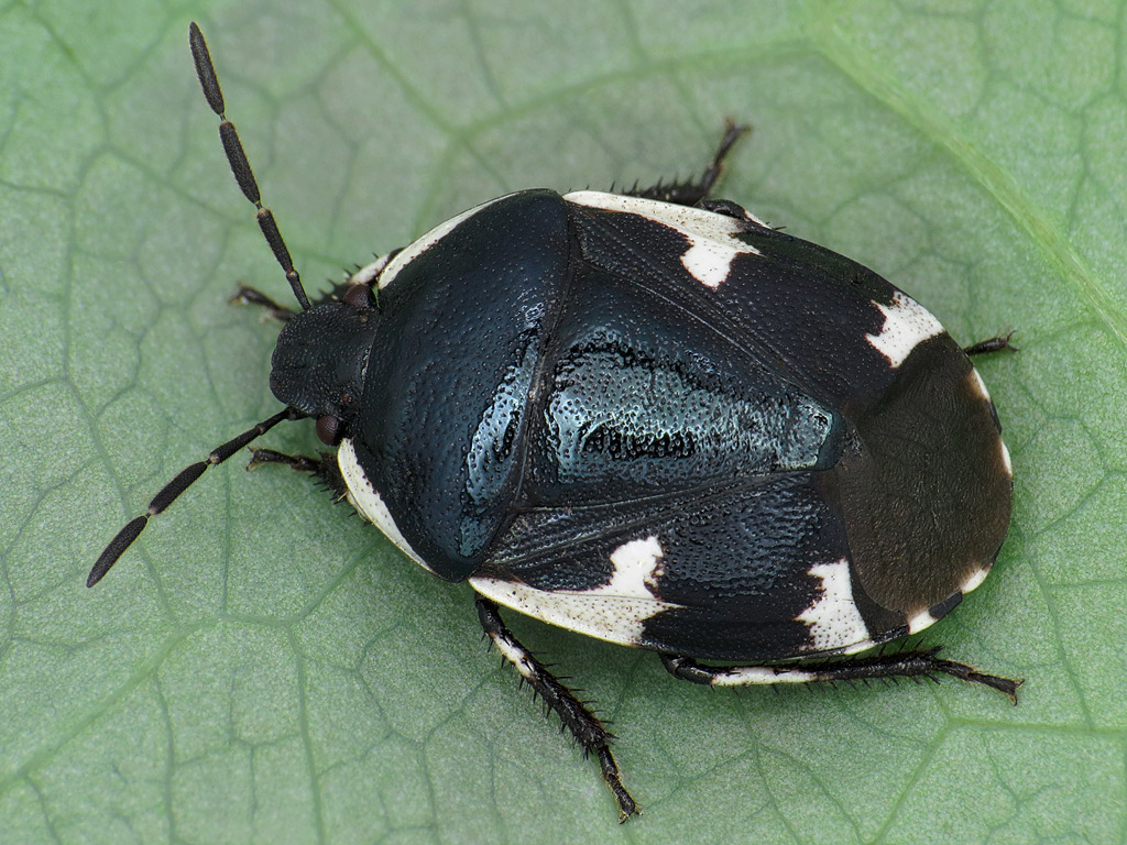 Tritomegas sexmaculatus | Insektarium