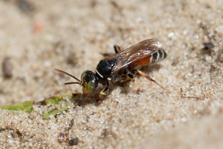 Rodzaj Harpactus – Hultun | Insektarium