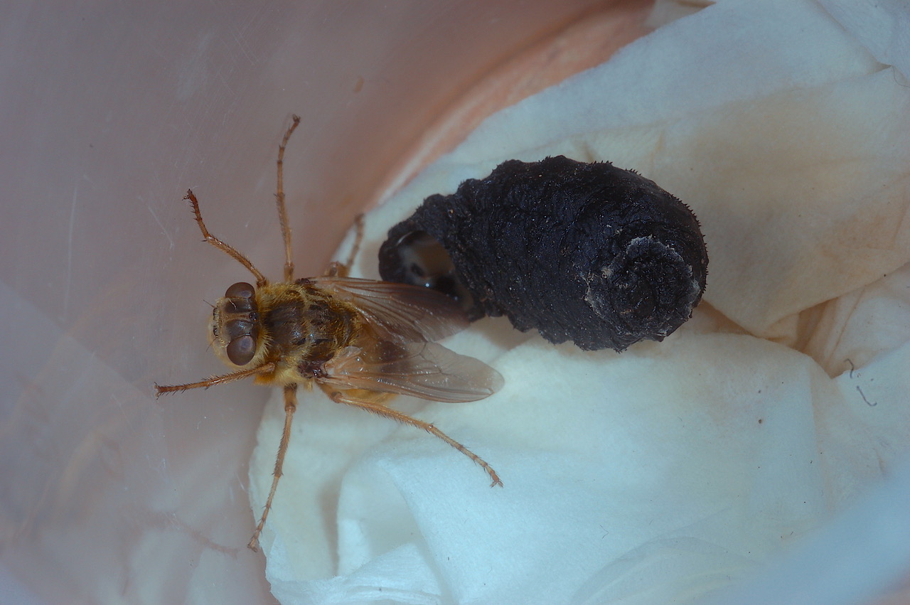 Hypoderma | Insektarium