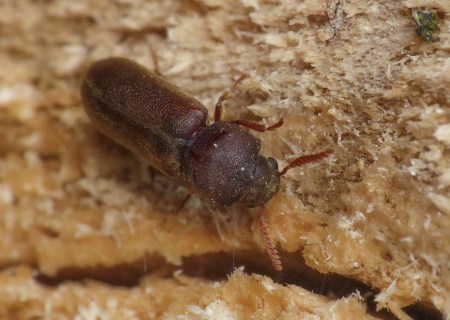 Ptilinus ruficornis | Insektarium