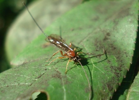 Perithous scurra – Udręcz barwny | Insektarium