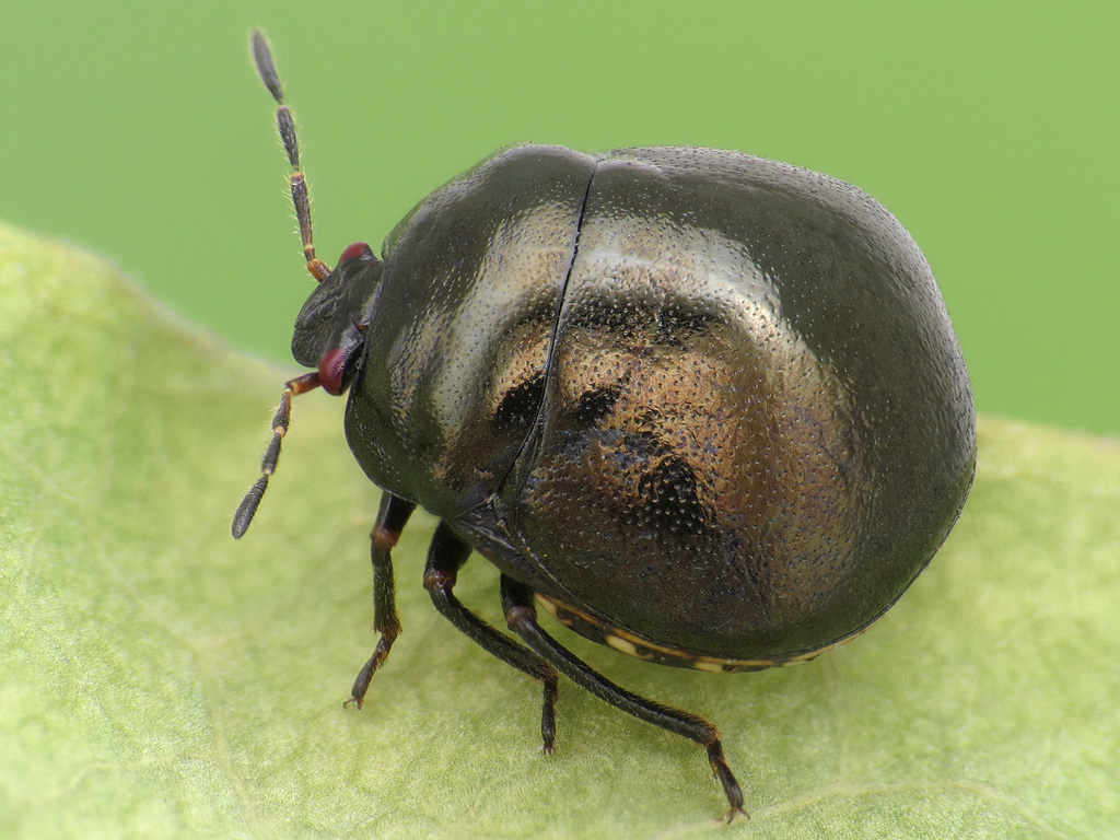 Coptosoma scutellatum – Pawęża ziołówka | Insektarium