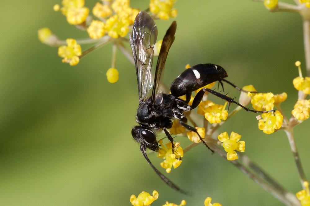 Episyron gallicum – Opylec śródziemnomorski | Insektarium