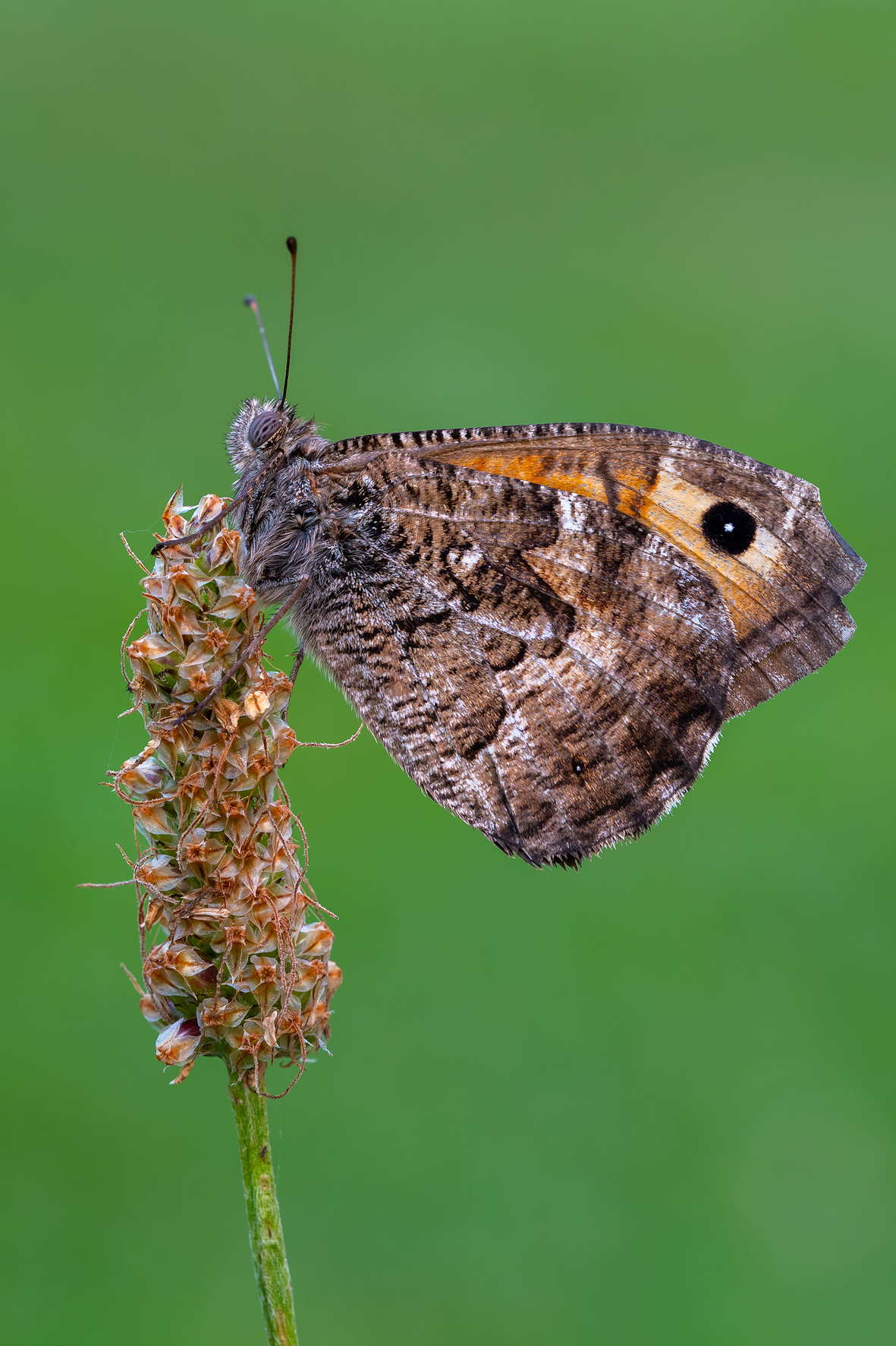 H.semele | Insektarium