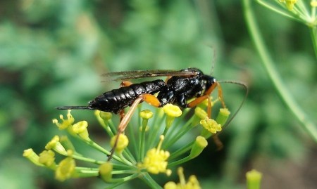 Pimpla rufipes – Kłowacz podżegacz | Insektarium