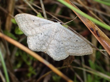 Scopula incanata – Wątlak siwinek | Insektarium