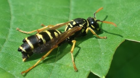 Xenos vesparum | Insektarium