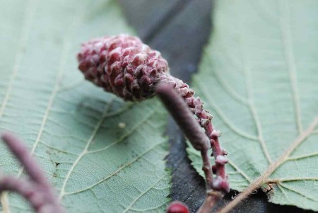 Contarinia coryli – Paciornica leszczynówka | Insektarium