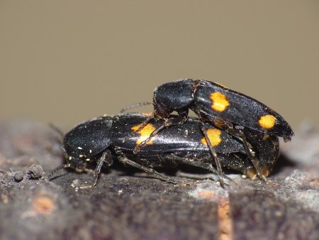 Dircaea quadriguttata | Insektarium