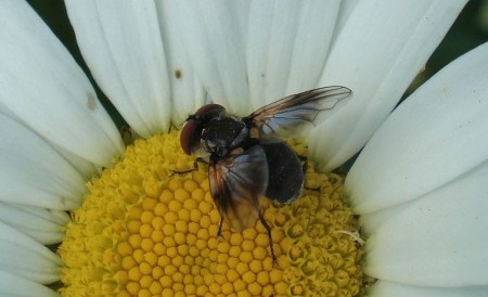 Elomya lateralis – Paśnica czarna | Insektarium