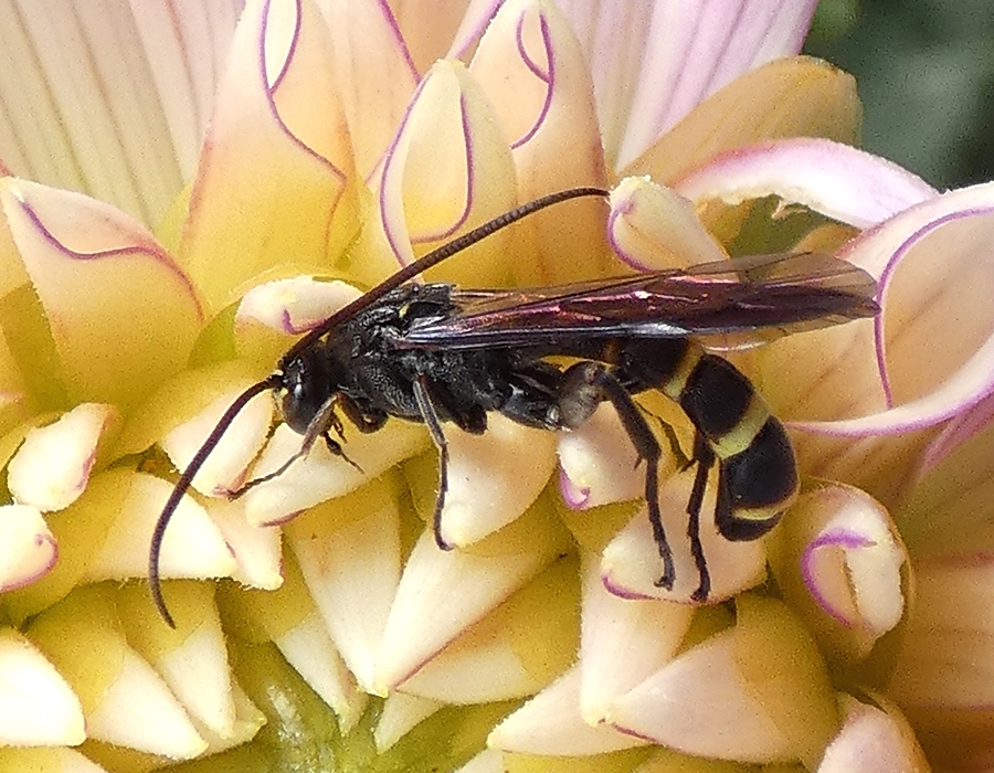 Metopius sp. | Insektarium