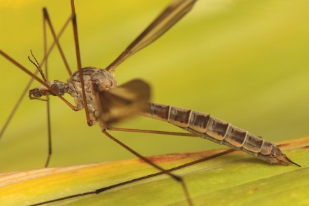 Tipula lateralis – Koziułka wodniarka | Insektarium