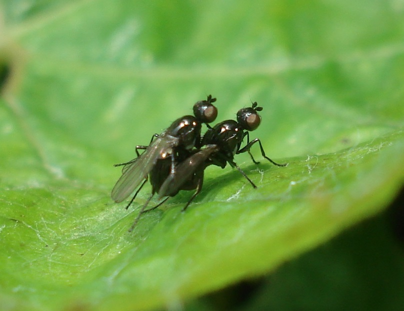 Themira. | Insektarium